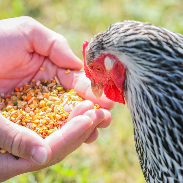 Healthy Harvest | Wholesome Animal Feed for Better Health – Healthy ...