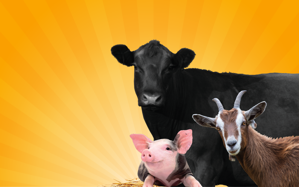 Healthy Harvest | Wholesome Animal Feed for Better Health – Healthy ...