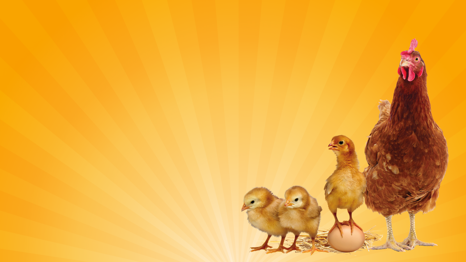 Healthy Harvest | Wholesome Animal Feed for Better Health – Healthy ...