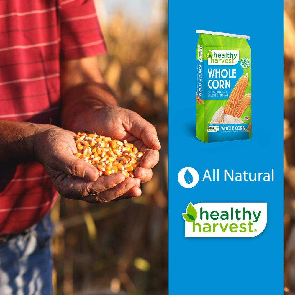 Whole Corn 40 lb Bag | Livestock and Wildlife Feed | Healthy Harvest ...