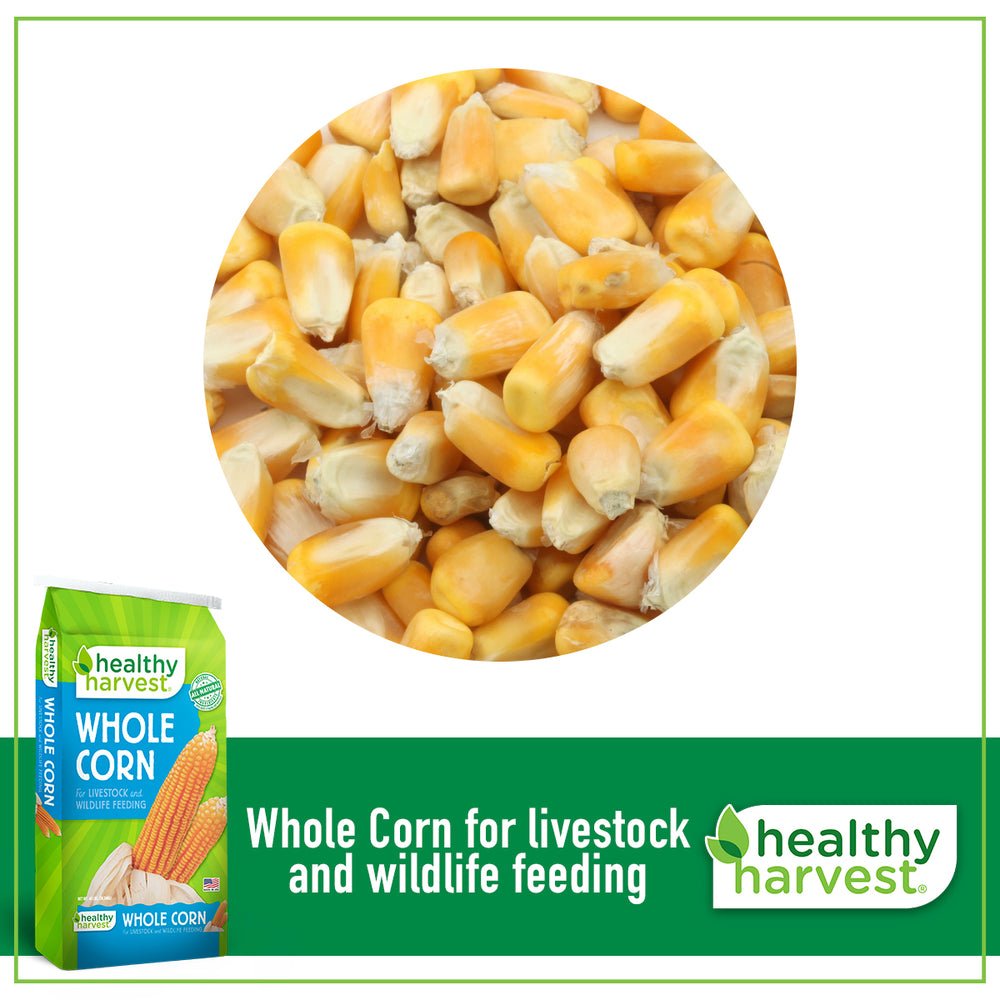 Whole Corn 40 lb Bag | Livestock and Wildlife Feed | Healthy Harvest ...